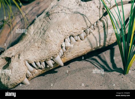 Archaeology Excavation Of A Crocodile Skeleton Bury In The Sand Stock
