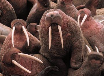 Walrus Tusk Cameo