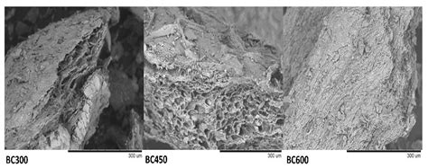 Macrocystis Microscope