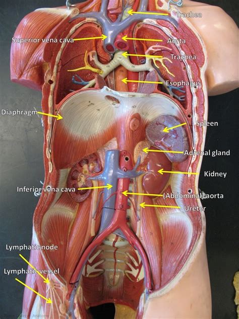 Torso Model Anatomy Labeled Discounted Buying