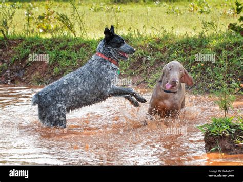 Puppies Playing In Mud