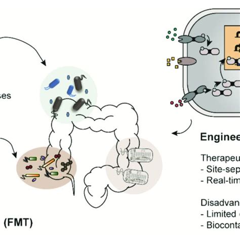 Examples Of Microbiome Based Therapies Probioticsprebiotics