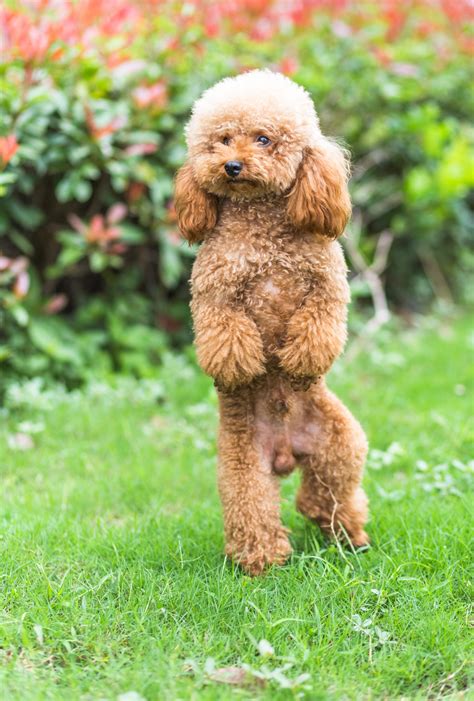Best Cavapoo Information Guide Breed Care Traits And Faqs