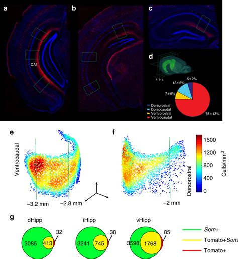 Olmα2 Cells Display A Gradient Like Distribution Along The Dorsoventral Download Scientific