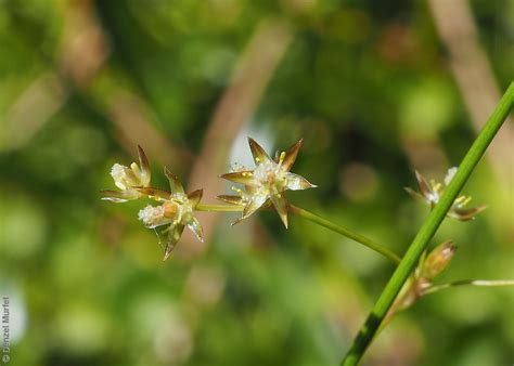 Juncus Pauciflorus
