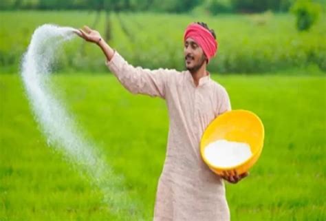 Nutrient Deficiency Symptoms And Management Practices In Maize