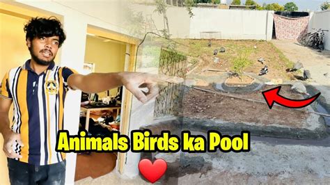 Animal Or Birds Ka Swimming Pool Bana Diya Youtube