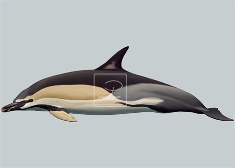 Common Dolphin Delphinus Delphis By Mpmsciillust On Deviantart