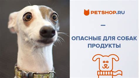 ЧЕМ НЕЛЬЗЯ КОРМИТЬ СОБАКУ? - YouTube