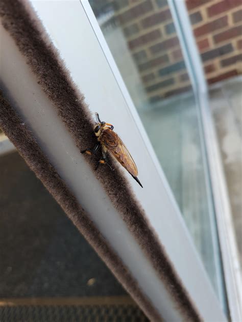 Located In South Carolina Rwhatsthisbug