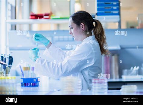 Lab Technician Pipetting A Sample In The Lab Freiburg Baden Wuerttemberg Germany Stock Photo