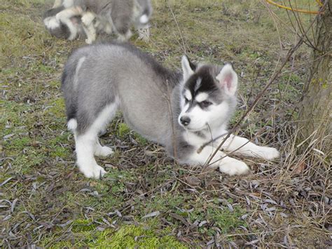 Sibirischer Husky: Tierlexikon - [GEOLINO]