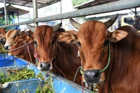 GoRiau Jelang Idul Adha 2023 DKPP Kepulauan Meranti Pastikan Stok