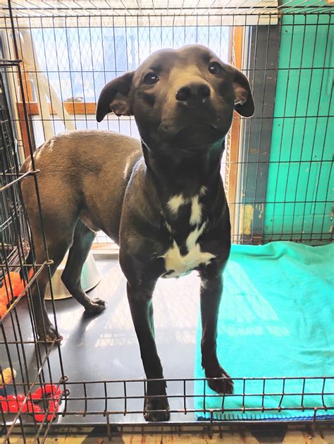 Perry County Dog Shelter And Adoption Center Of Ohio New Lexington Oh