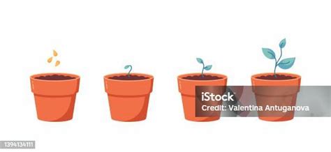 성장하는 식물 단계 씨앗 새싹 및 재배 식물 꽃 냄비에 집 식물 콩 콩과에 대한 스톡 벡터 아트 및 기타 이미지 콩 콩과 발아 성장 개념 Istock