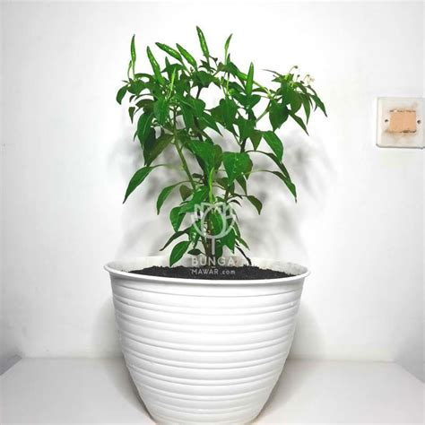 Pohon Cabe Dalam Pot