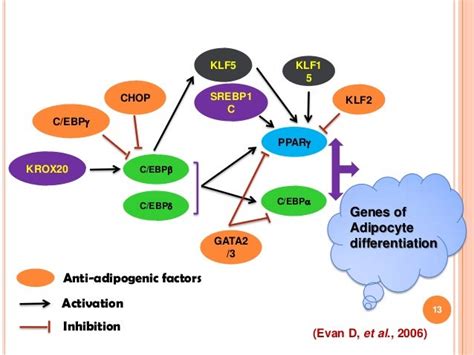 Fat And Beyond The Diverse Biology Of Ppar Gamma