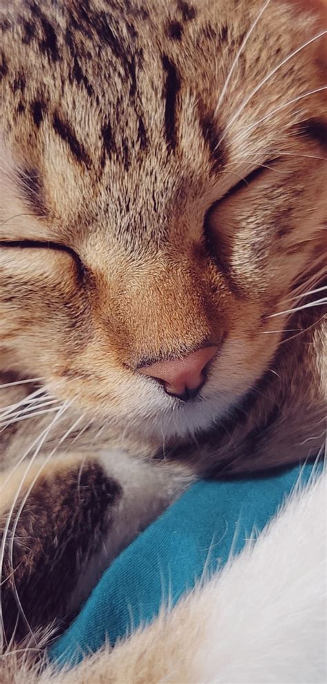 Kitty R Kitty