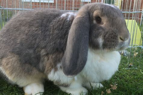 How To Identify Male And Female Rabbits All You Need To Know