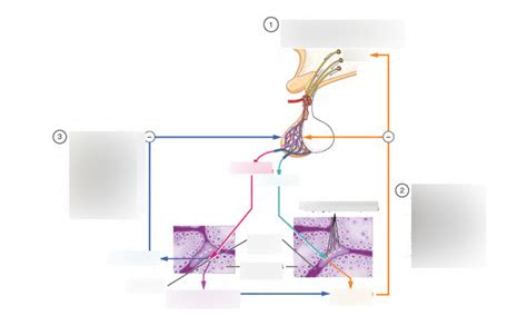 Diagram Of Hpg Axis Quizlet