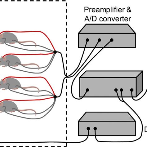 A Schematic For Auditory Brainstem Response Setup Four Mice Are Download Scientific Diagram