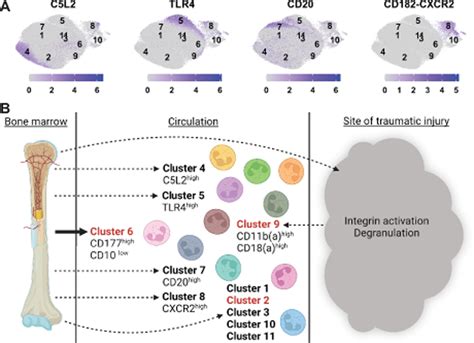 Neutrophil Heterogeneity And Emergence Of A Distinct Population Of