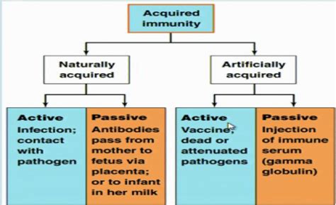 Flashcards Table On Hap 1 Body Defenses
