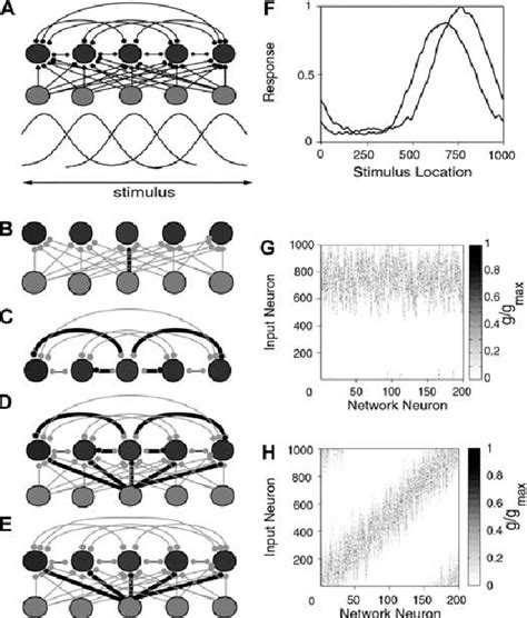 Formation Of Columns And Maps Under STDP A Network Diagram Two Layers Download Scientific
