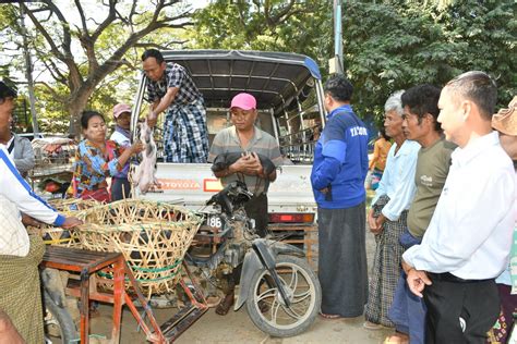 တပ်ကုန်းမြို့နယ်တွင် ရာဂီမုန်တိုင်းအရှိန်ကြောင့် ဆုံးရှုံးပျက်စီးခဲ့သည့် ဝက်များအစား နိုင်ငံတော