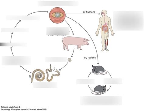 Trichinella Spiralis Life Cycle Diagram Quizlet