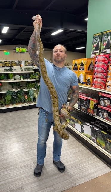 Python Reticulatus Reticulated Python Super Dwarfdwarf Pl