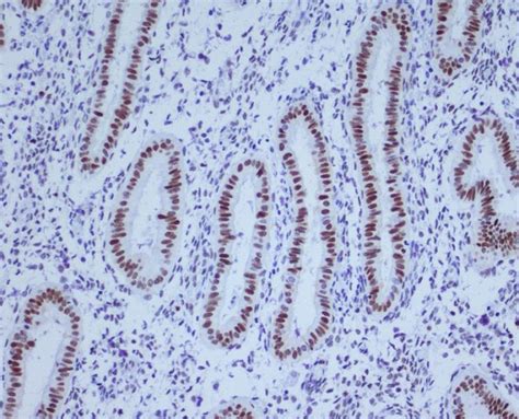 Histone H4 Rabbit Mab Sab Signalway Antibody