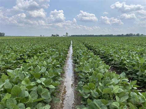 Early Planted Soybeans Suffer After Wet Spring