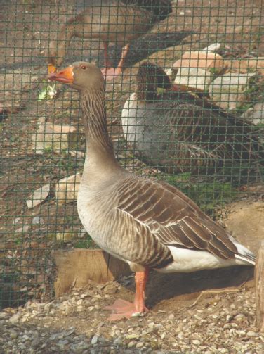 Siva Guska Rodonačelnica Domaćih Pasmina Gusaka Gospodarski List