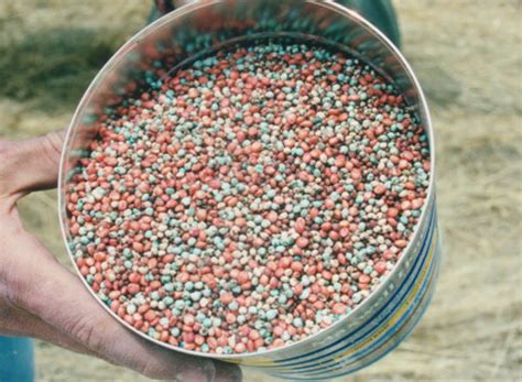 Deer Food Plot Seed The Best Seeds For Deer Food Plots