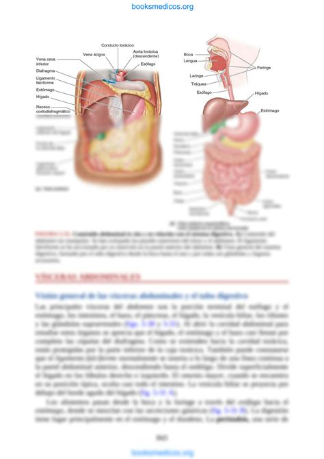 SOLUTION Anatomia Con Orientacion Clinica 800 Studypool