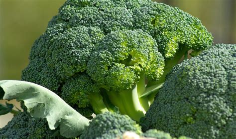 한국에서 시작하는 브로콜리 농사 방법