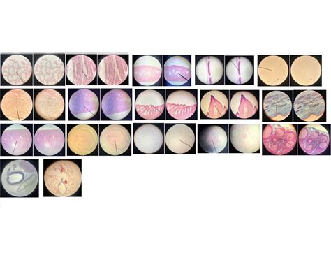 Microscope Slide Quiz