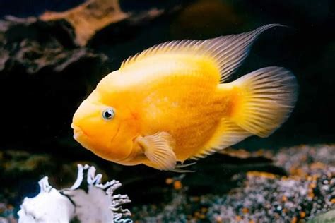 Peixe Papagaio Cores Valores E Mais