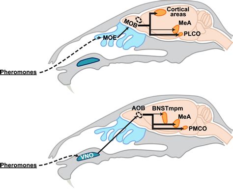 Representing Sex In The Brain One Module At A Time Neuron