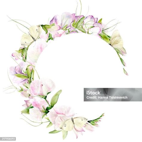 수채화 화환 향기로운 완두콩 와 나비 통하고 있는 하얀 배경에 와 이다 그림은 흰색 배경에 손으로 그려져 있습니다 카드 디자인 섬유 및 스크랩북에 적합합니다 0명에 대한