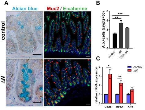 Increased Number Of Goblet Cells In Si Crypts Of Δn Mice A Left