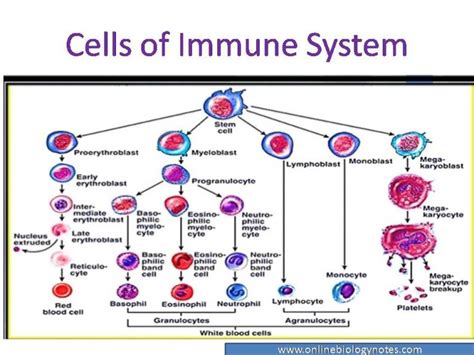 Immunity And Its Types Innate And Acquired Immunity Online Biology Notes