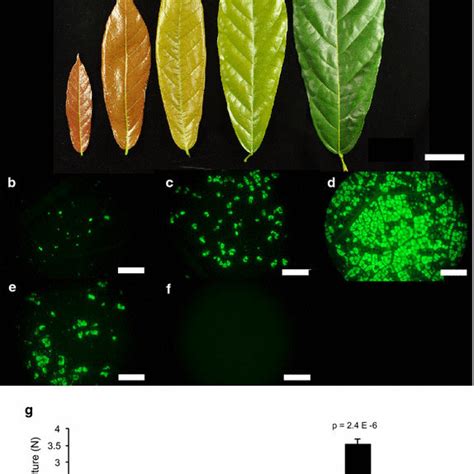 Leaf Stages And Force To Puncture Measurements A Photograph Displaying