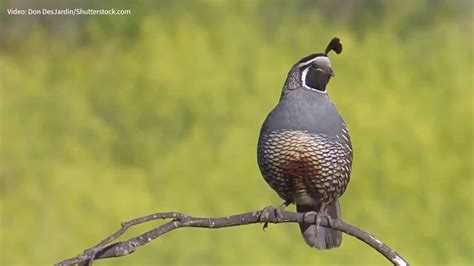 What Does The California Quail Sound Like Coastal California