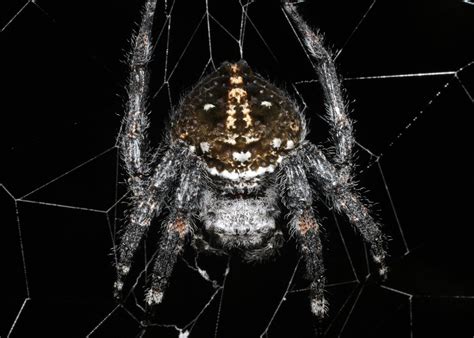 Spider Silk 10 Times Stronger Than Kevlar