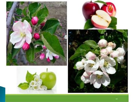 Physiology Of Flowering And Fruiting Of Important Fruit Crops Pptx