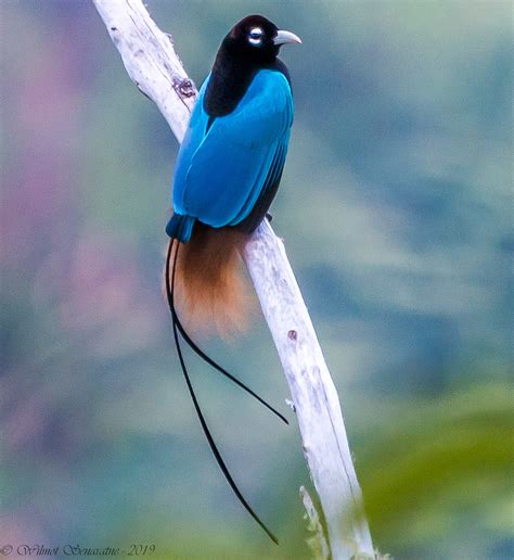 Blue Bird Of Paradise Paradisaea Rudolphi Flickr