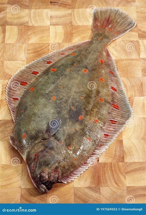 Fresh Plaice Pleuronectes Platessa Stock Image Image Of Fish Plaice
