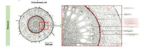 Monocot Cell Cross Section Diagram Quizlet